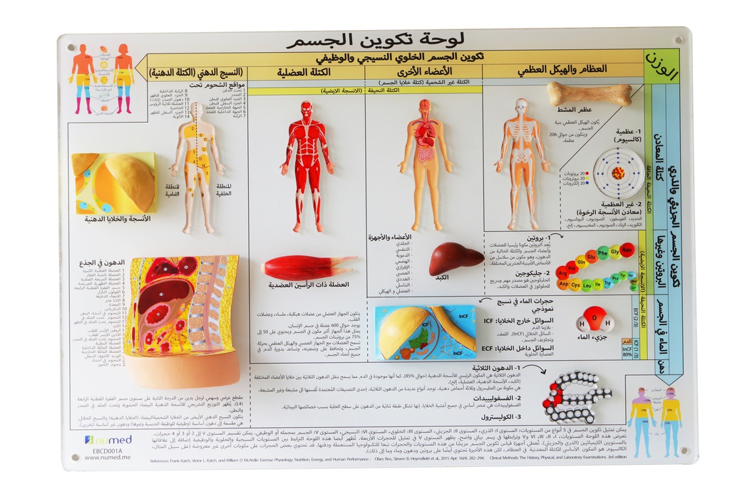 Body Composition Display (Arabic) | NUMED